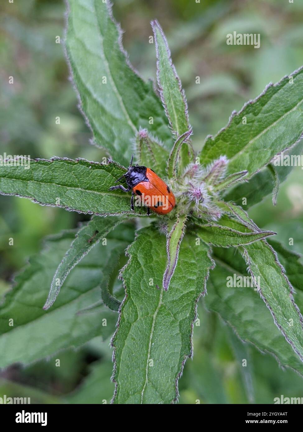Clytra quadripunctata hi-res stock photography and images - Alamy