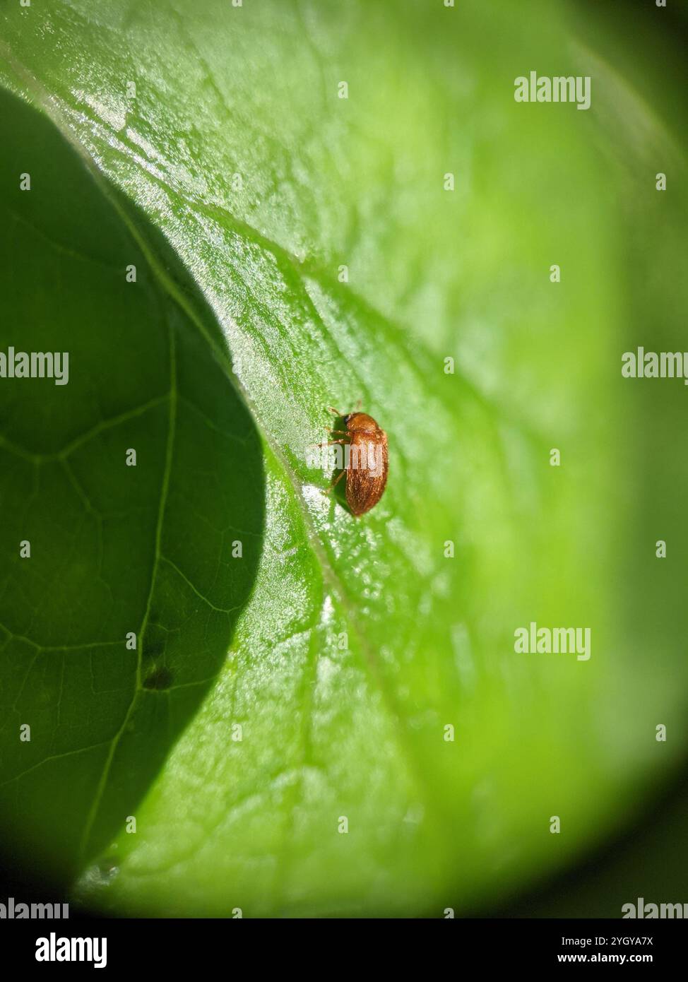 Cucujiform Beetles (Cucujiformia Stock Photo - Alamy
