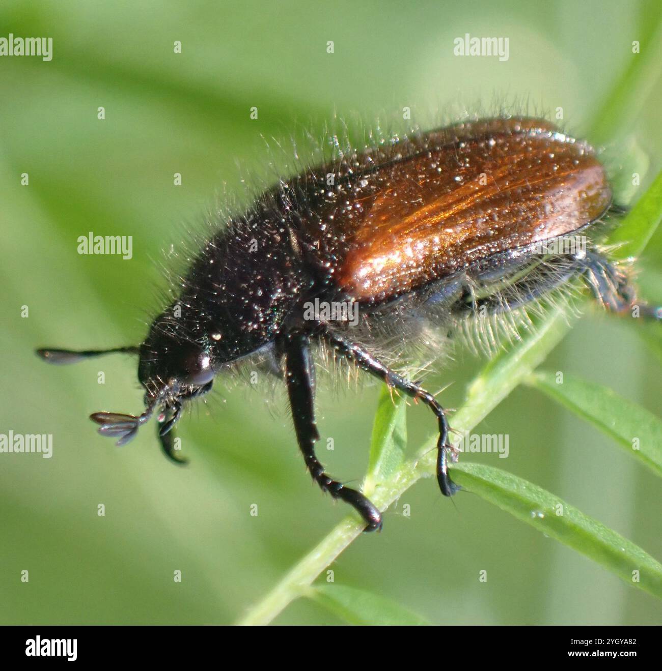 Garden Chafer (Phyllopertha horticola Stock Photo - Alamy