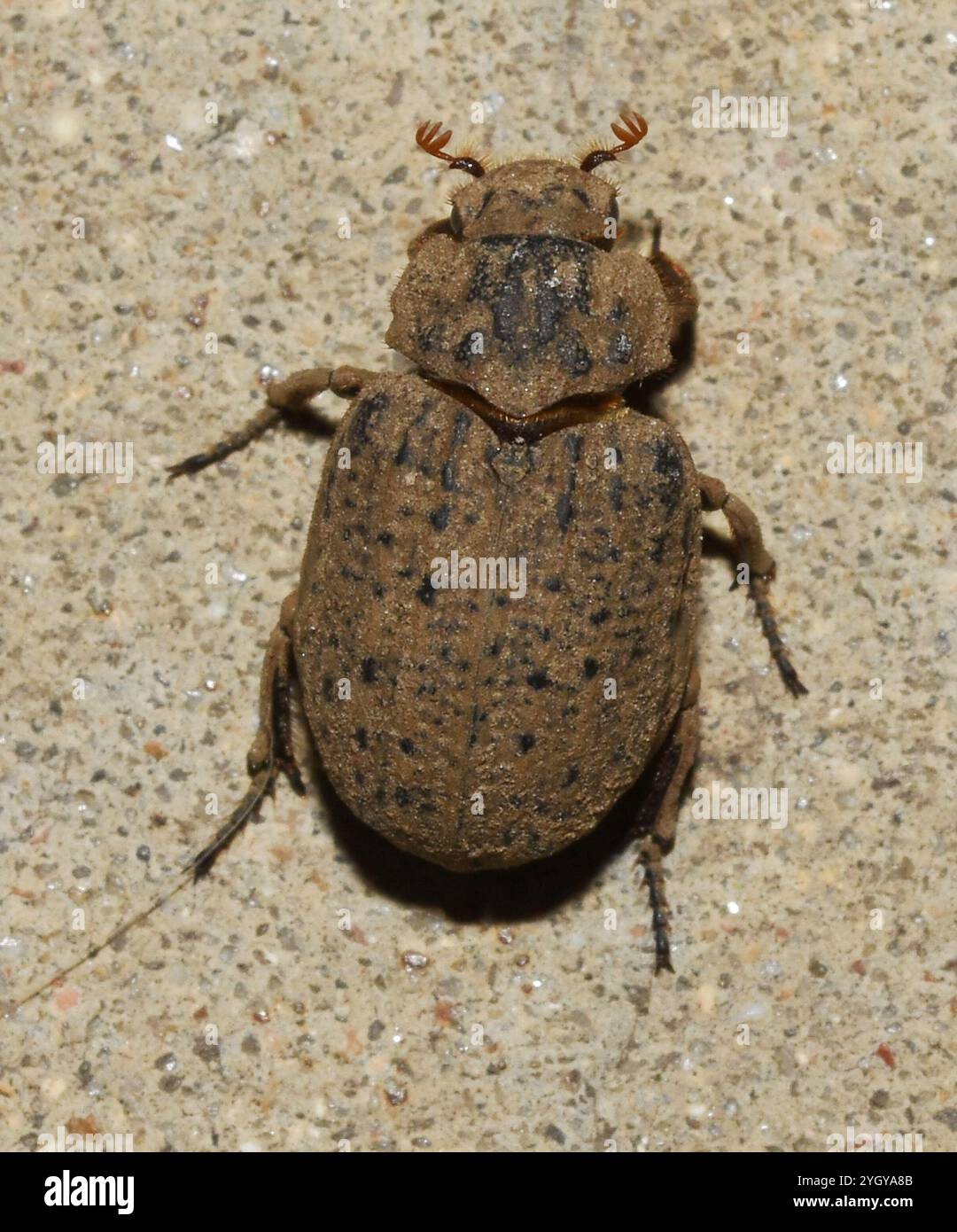Carcass Beetles (Omorgus Stock Photo - Alamy