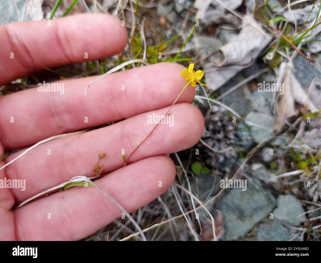 Creeping Spearwort (Ranunculus reptans Stock Photo - Alamy