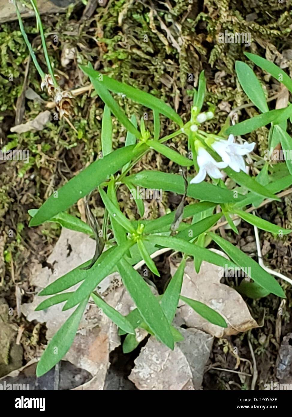 Long leaved houstonia hi-res stock photography and images - Alamy