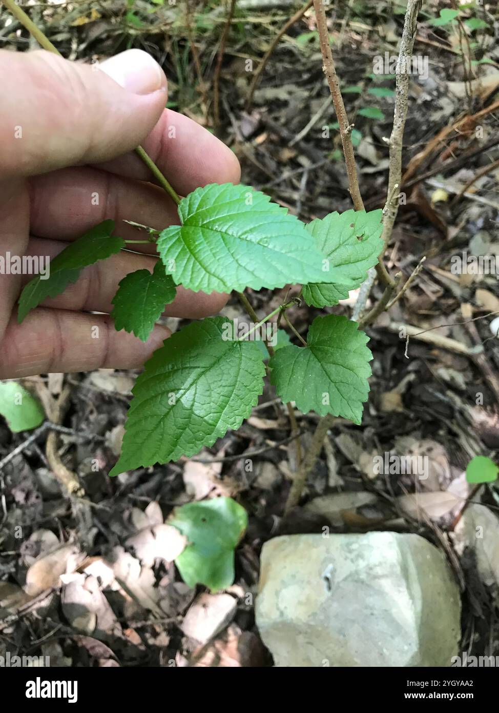 Texas mulberry (Morus microphylla Stock Photo - Alamy