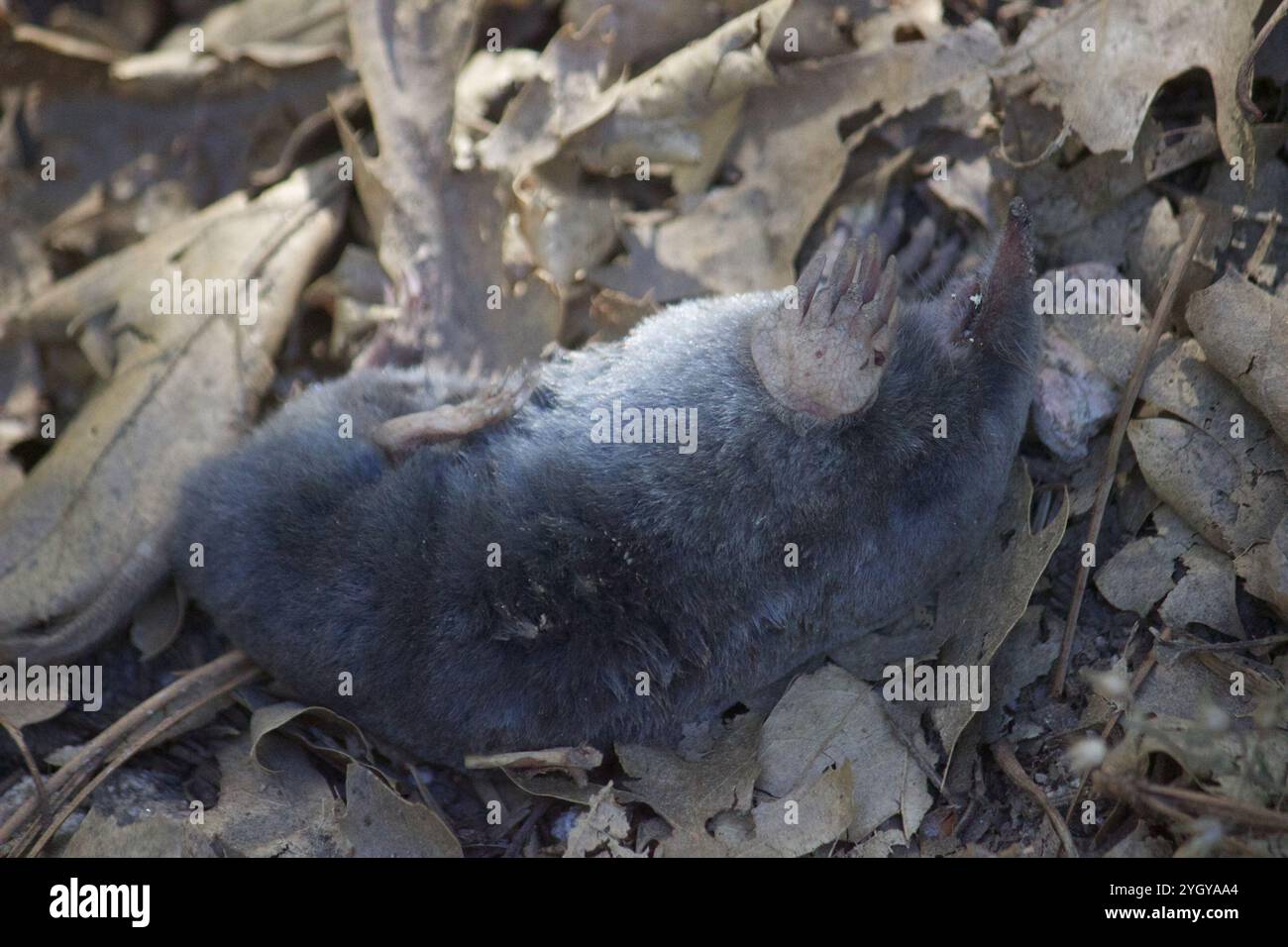 Broad-footed Mole (Scapanus latimanus Stock Photo - Alamy