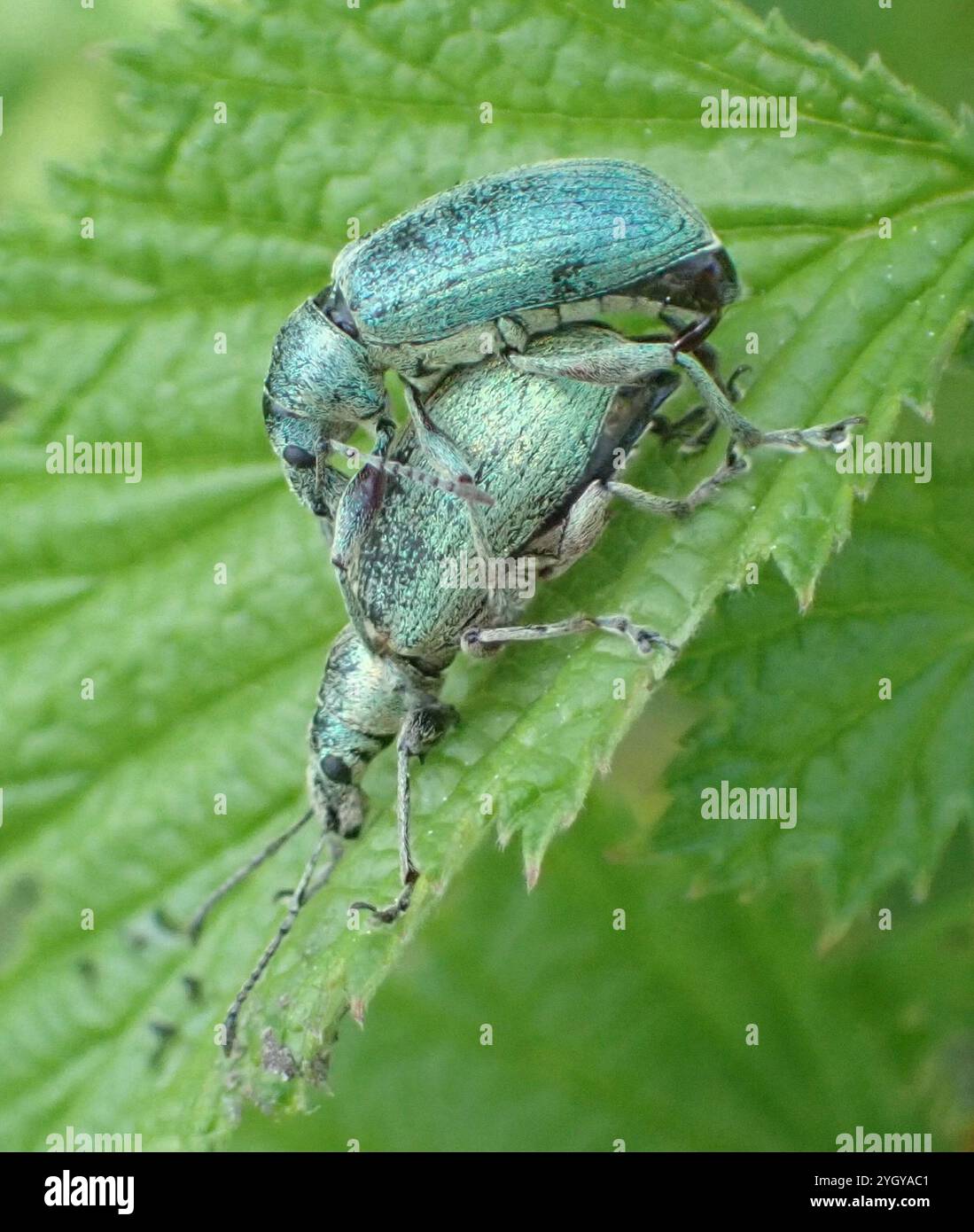 Nettle weevil (Phyllobius pomaceus Stock Photo - Alamy