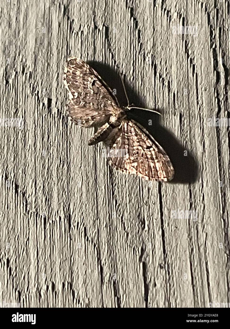 Common eupithecia hi-res stock photography and images - Alamy