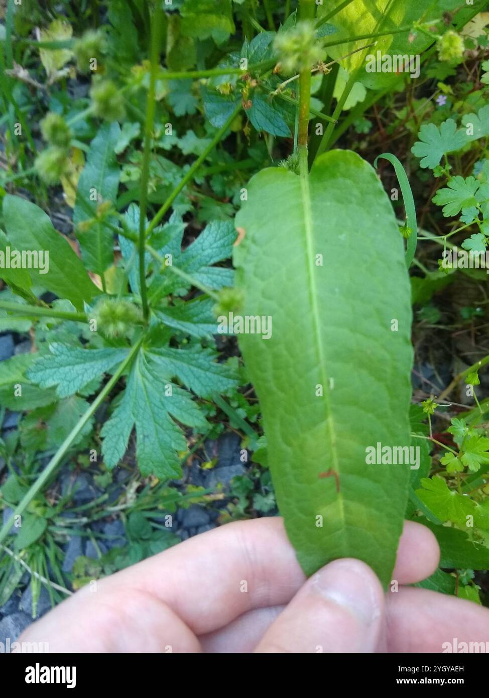 Clustered Dock (Rumex conglomeratus Stock Photo - Alamy