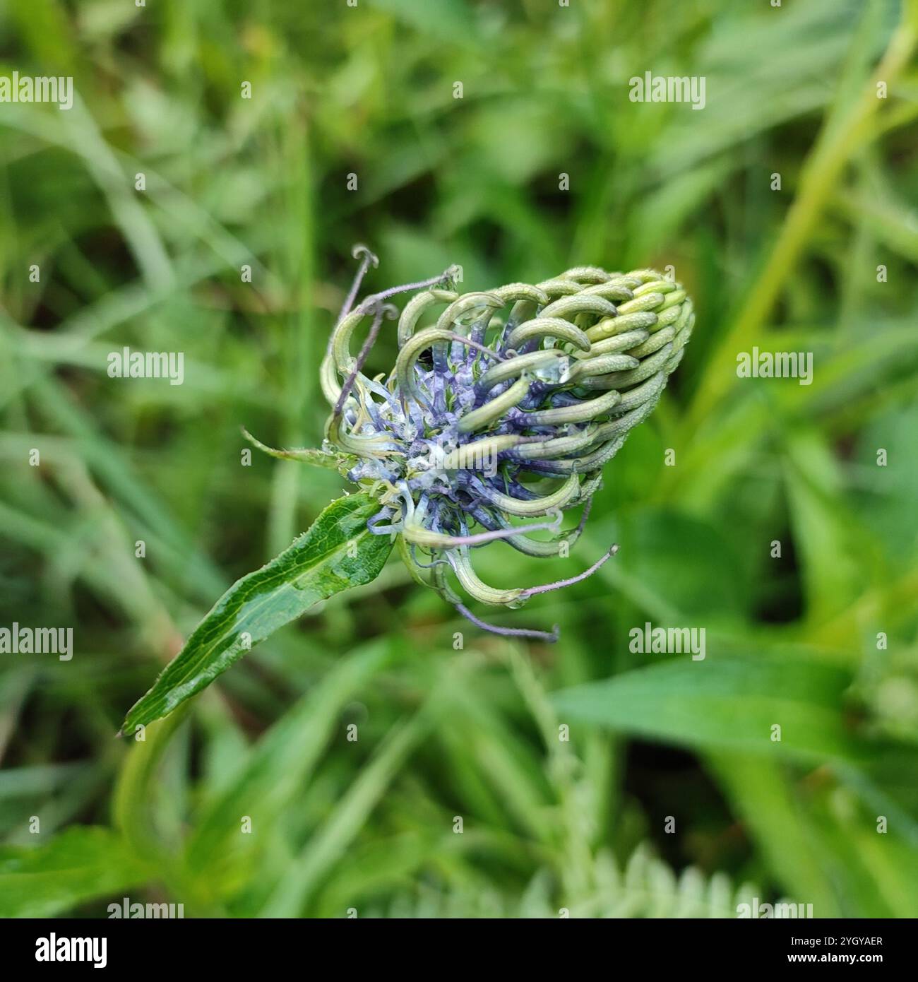 Phyteuma pyrenaicum hi-res stock photography and images - Alamy