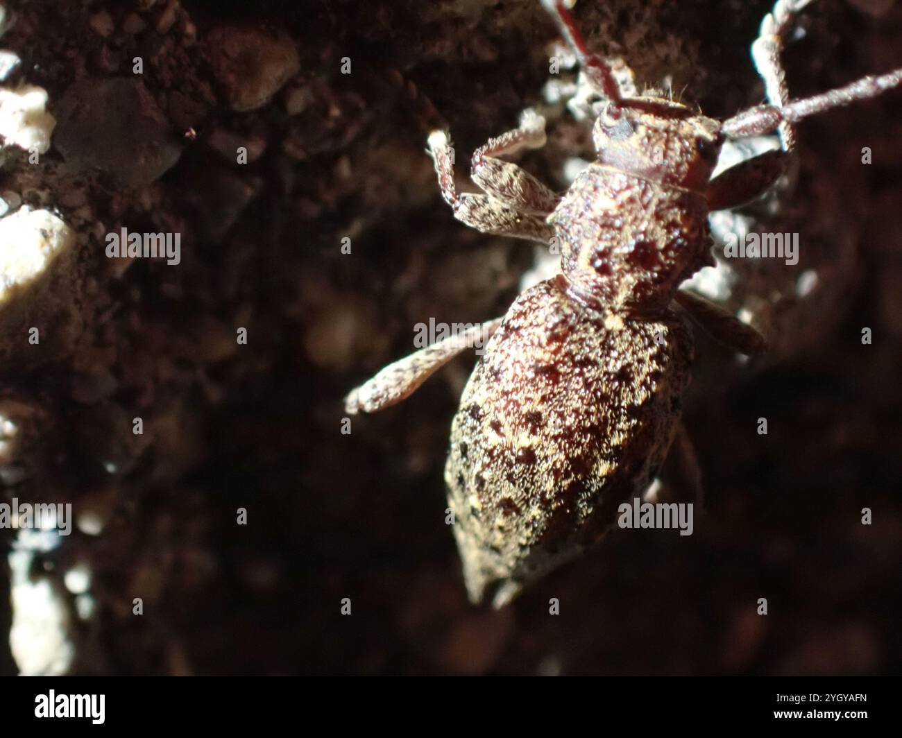 Thorn-tailed Longhorn Beetle (Plectrura spinicauda Stock Photo - Alamy