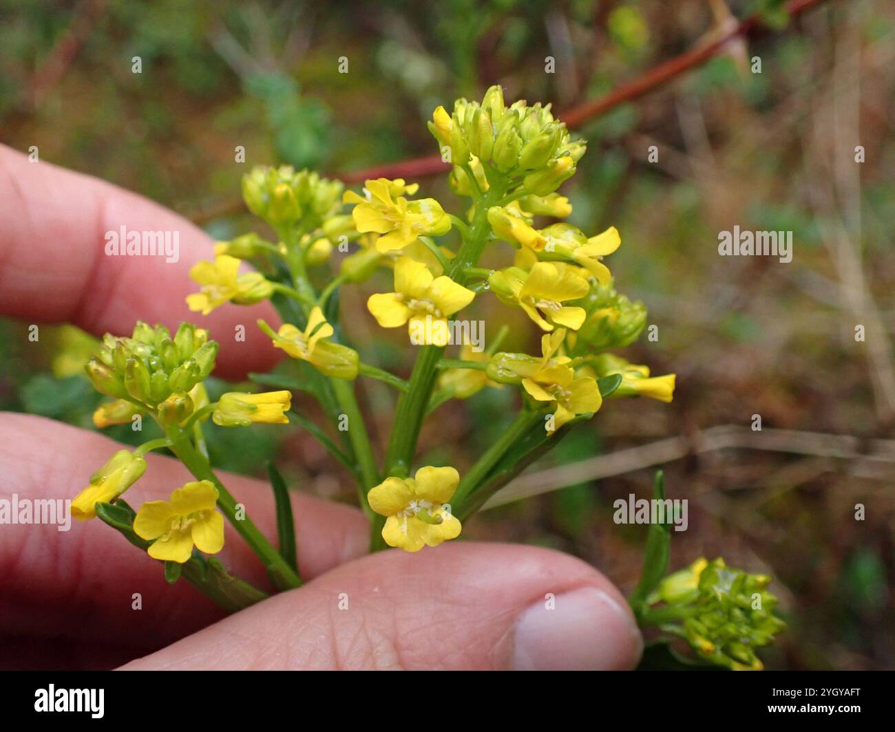 mustard family (Brassicaceae Stock Photo - Alamy