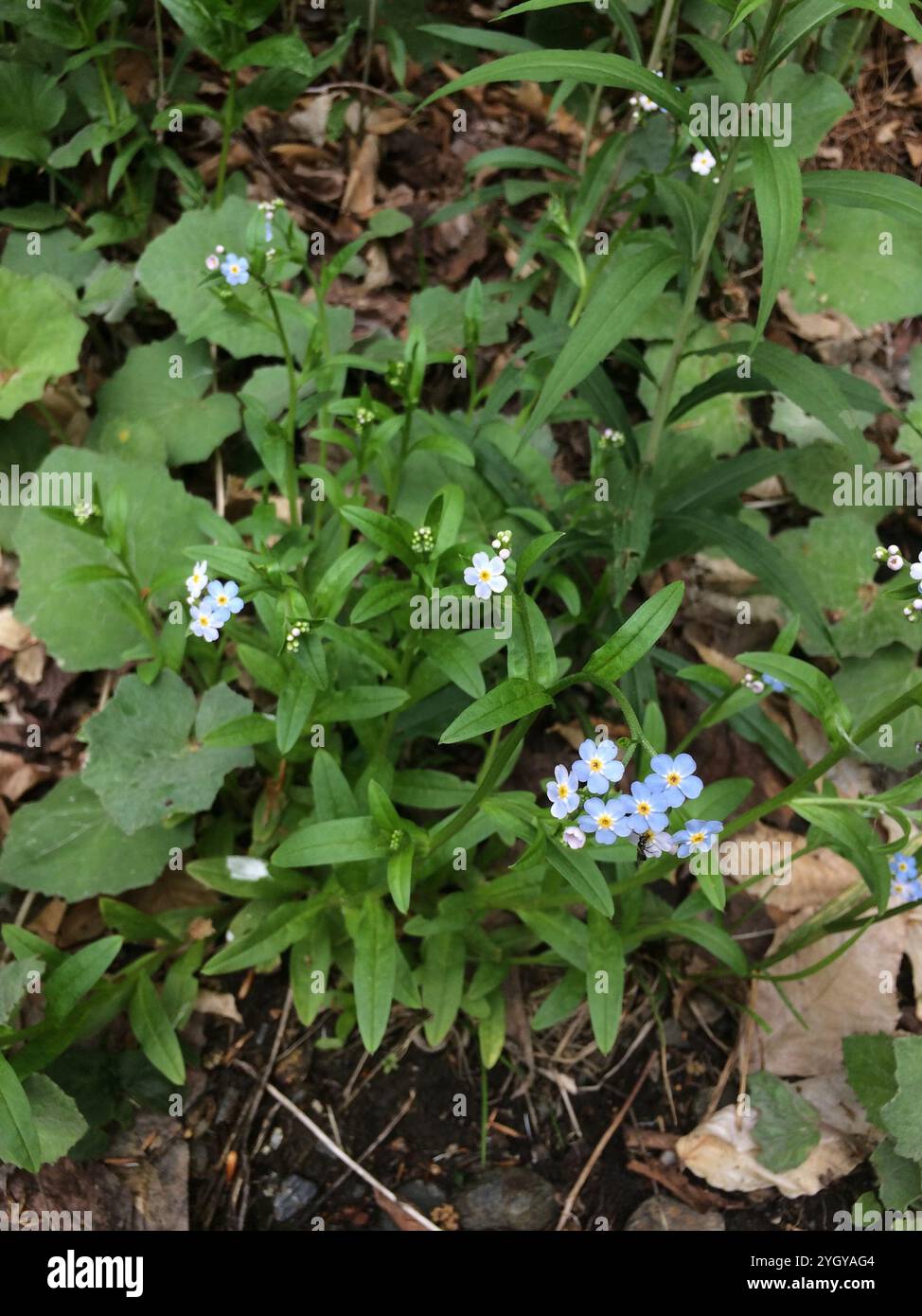 water forget-me-not (Myosotis scorpioides Stock Photo - Alamy