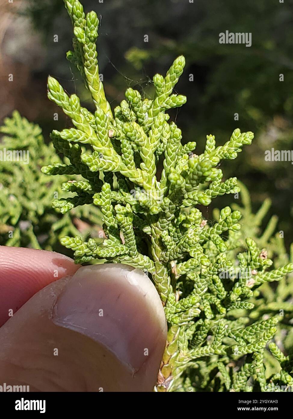 One-seed Juniper (Juniperus monosperma Stock Photo - Alamy