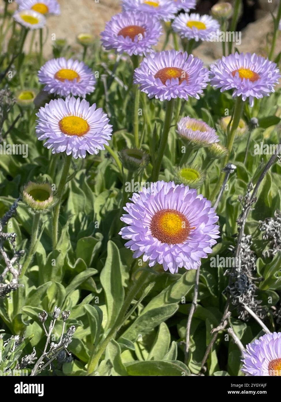 seaside daisy (Erigeron glaucus Stock Photo - Alamy