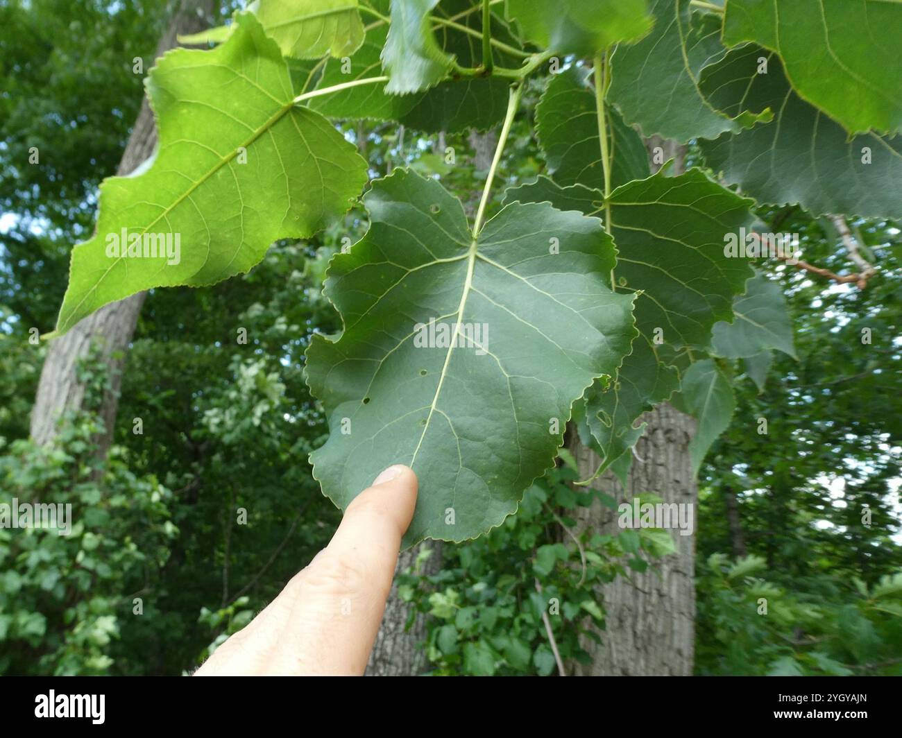 Eastern Cottonwood (Populus deltoides Stock Photo - Alamy