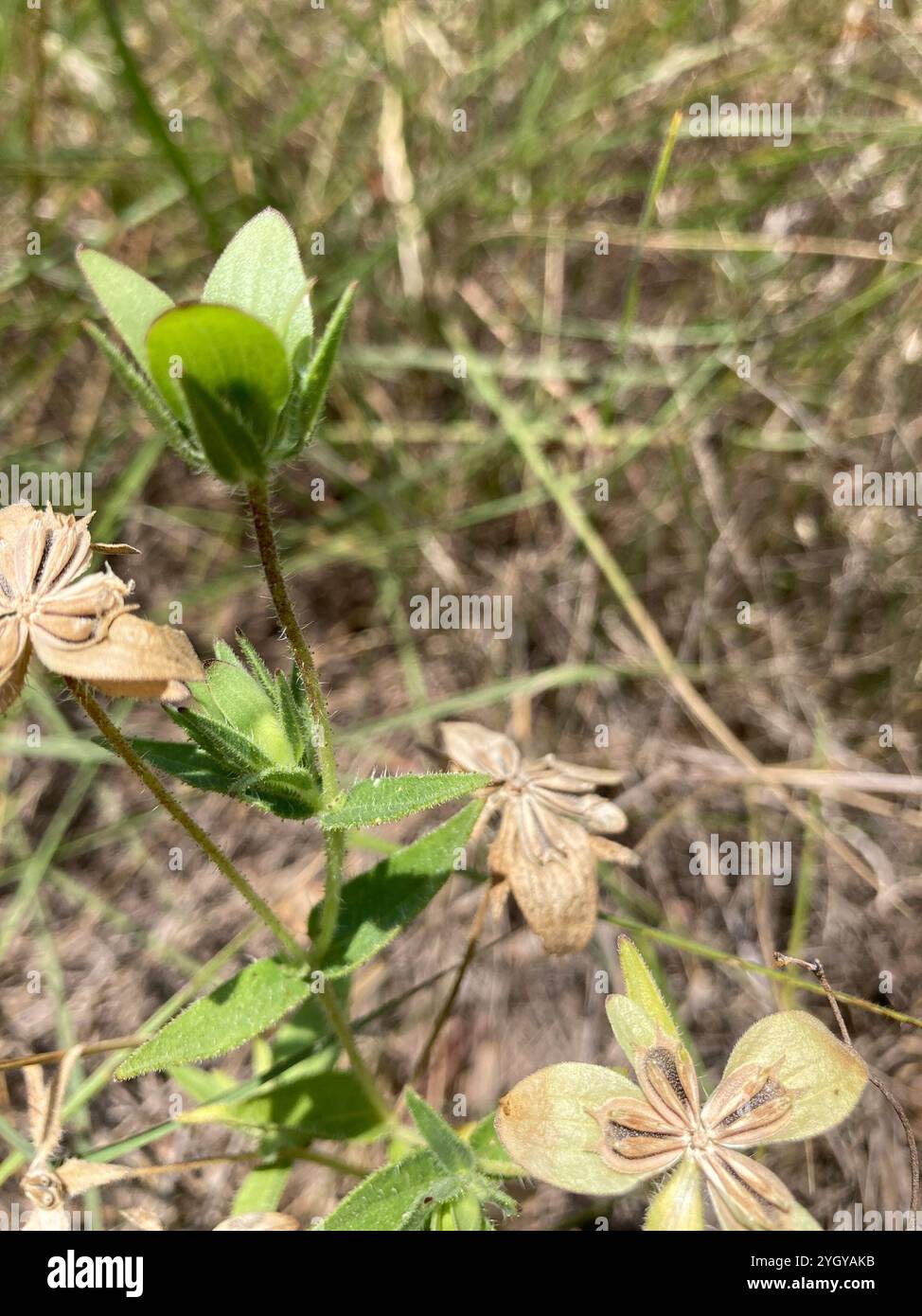 Texas yellow star (Lindheimera texana Stock Photo - Alamy