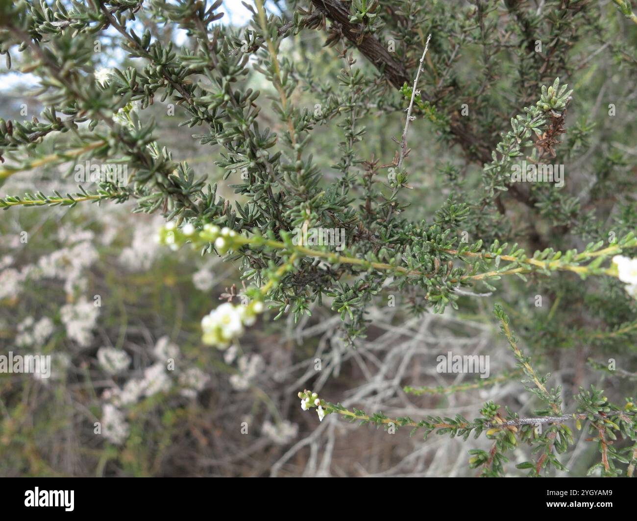 Adenostoma fasciculatum hi-res stock photography and images - Alamy