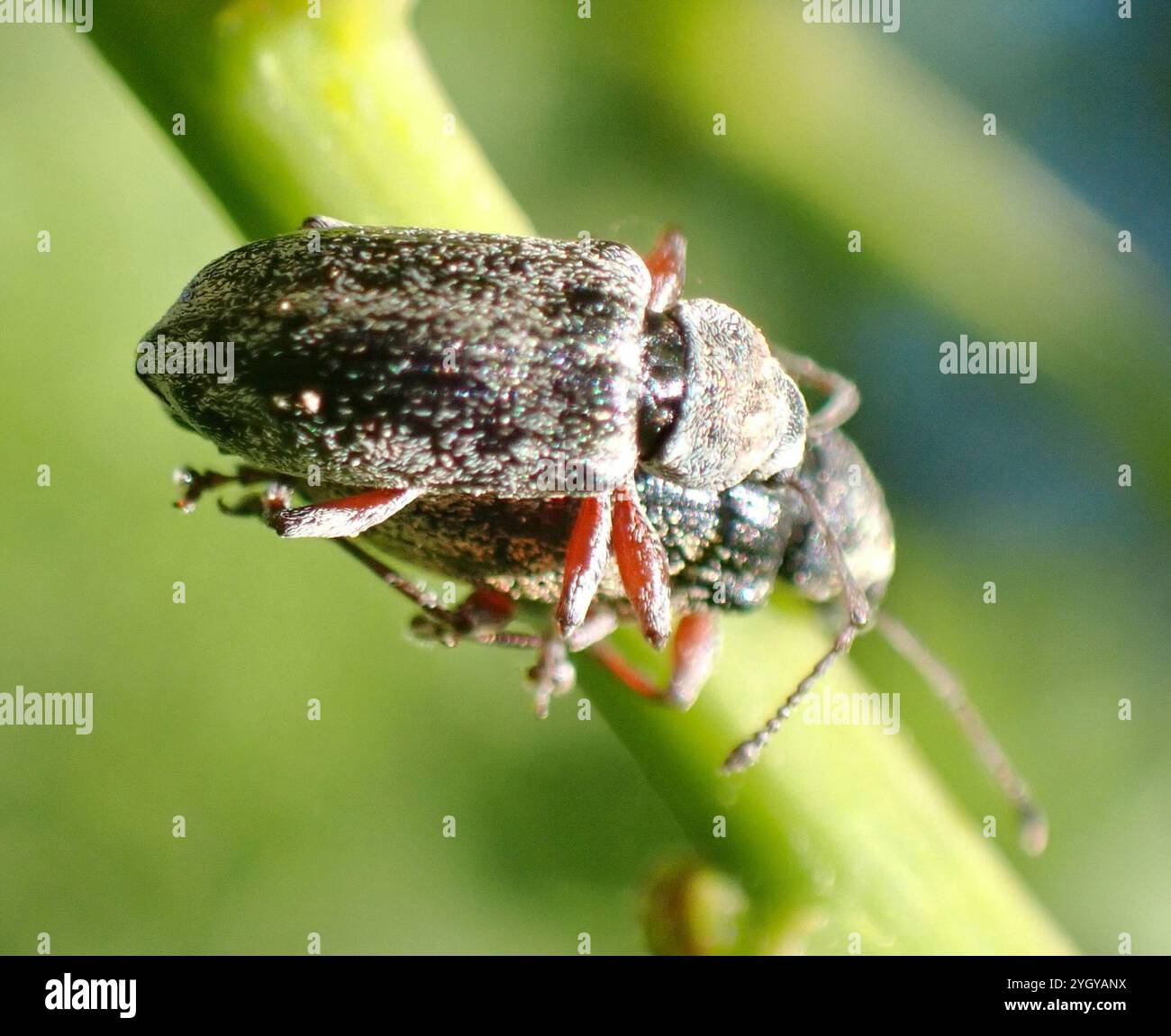Common Leaf Weevil (Phyllobius pyri Stock Photo - Alamy
