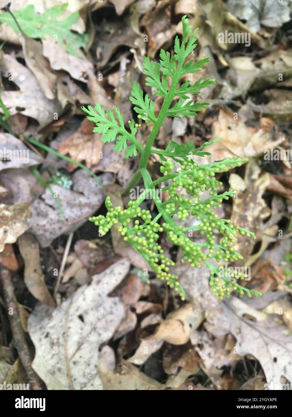 matricary grapefern (Botrychium matricariifolium Stock Photo - Alamy