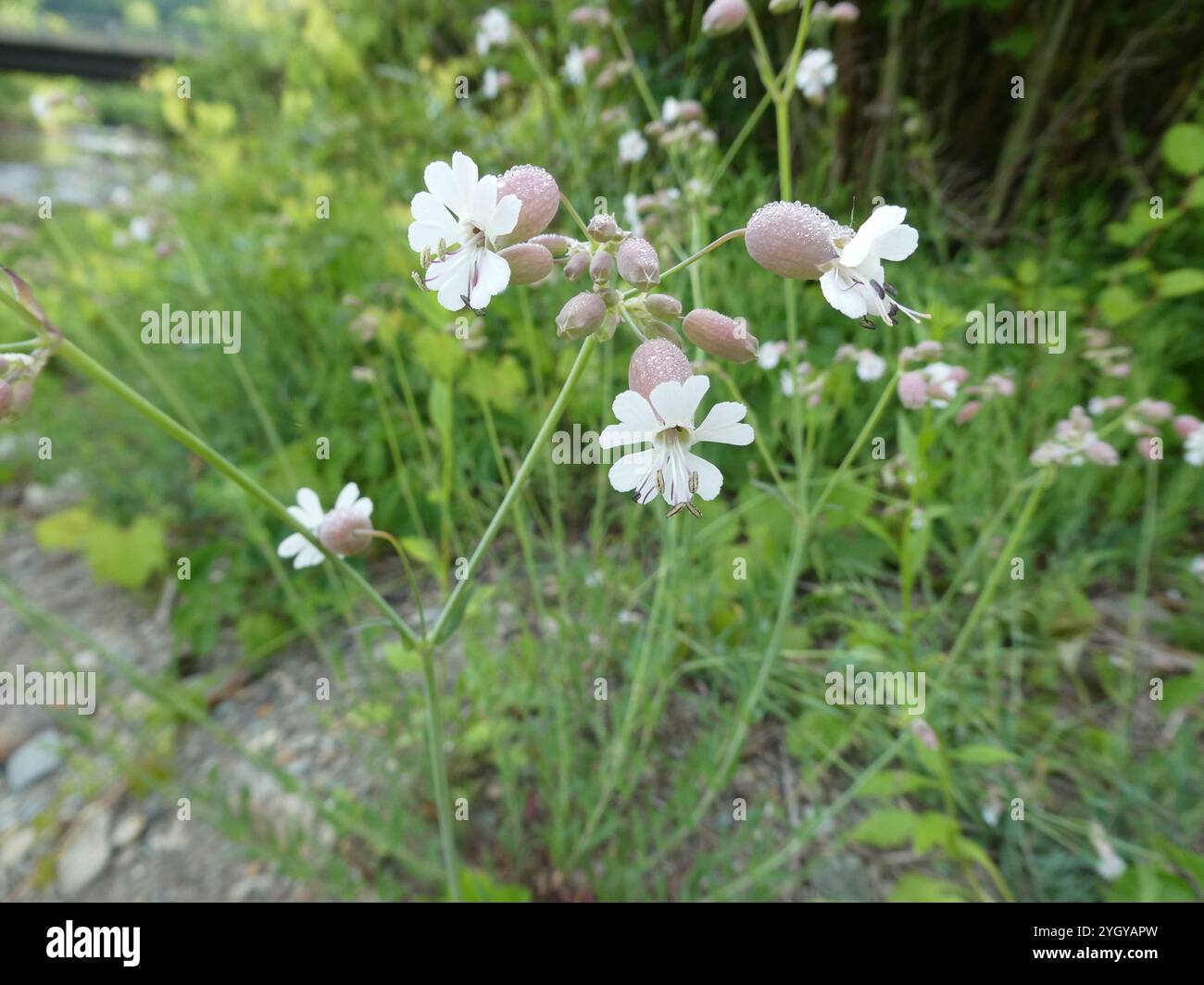 bladder campion (Silene vulgaris Stock Photo - Alamy