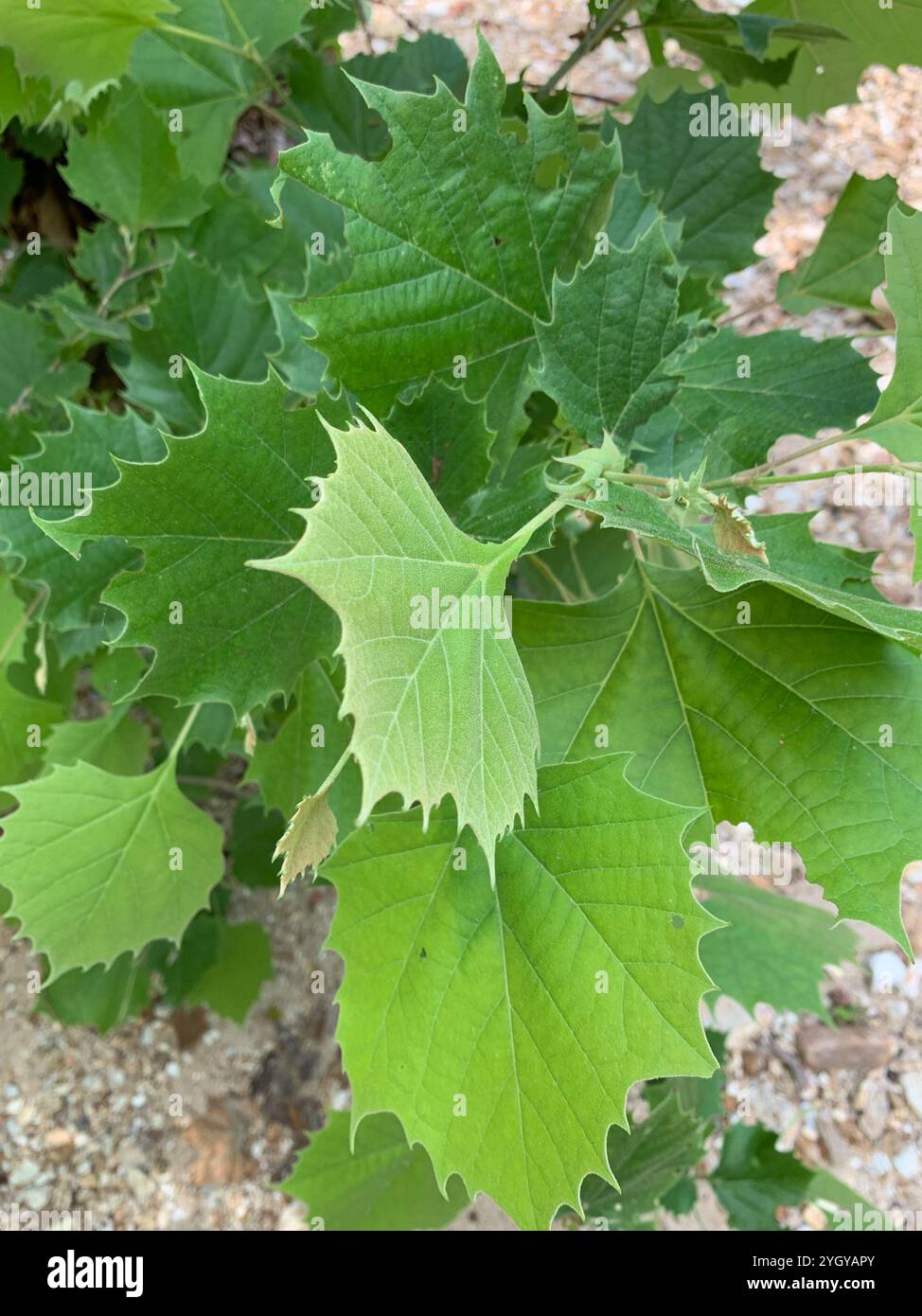 American sycamore (Platanus occidentalis Stock Photo - Alamy