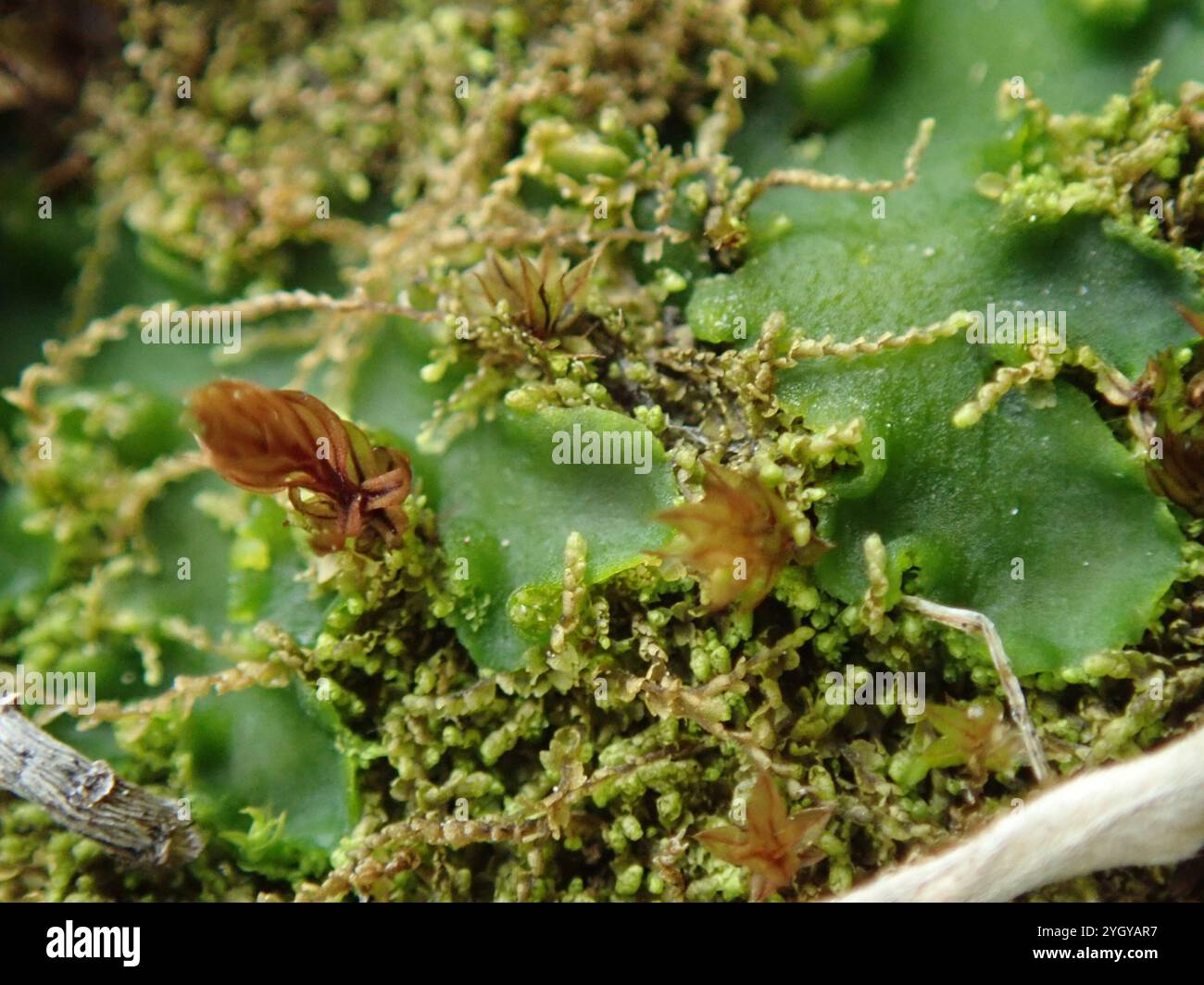 greasewort (Aneura pinguis Stock Photo - Alamy