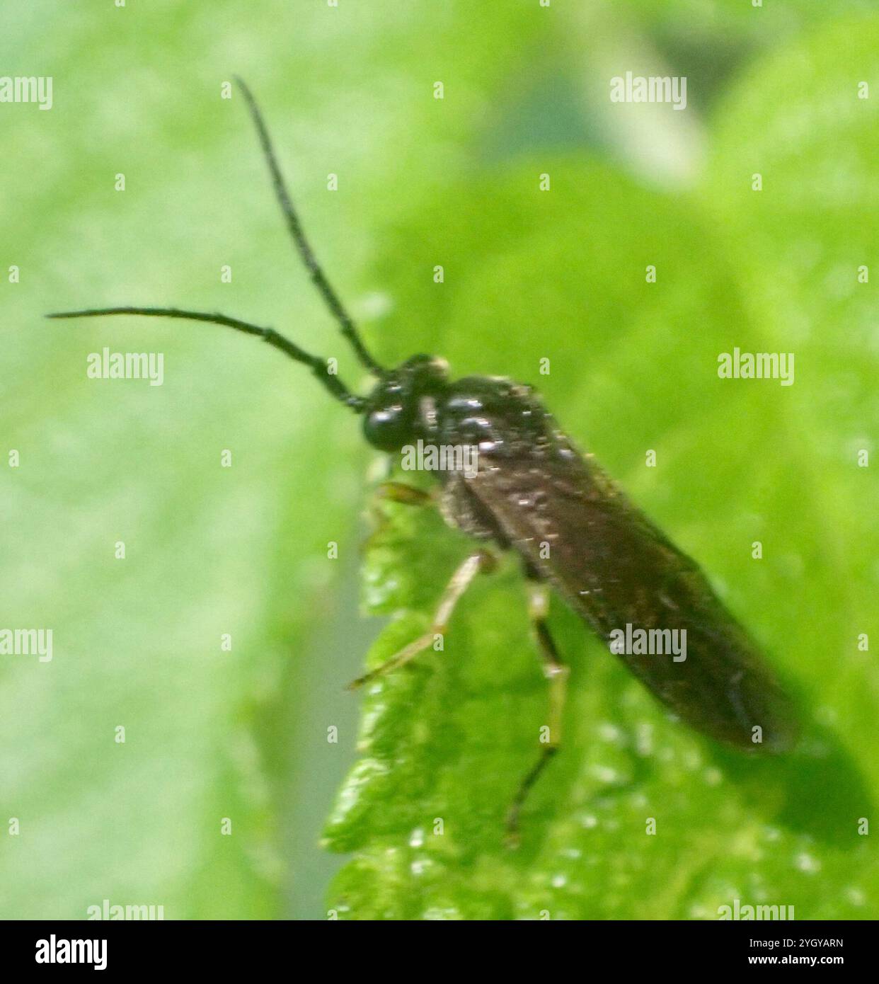 Sawflies, Horntails, and Wood Wasps (Symphyta Stock Photo - Alamy