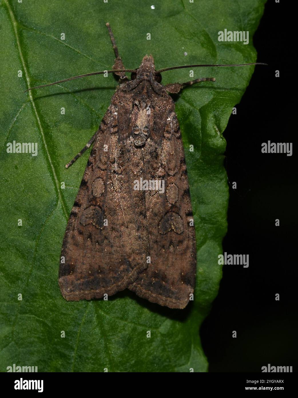 Variegated Cutworm Moth (Peridroma saucia Stock Photo - Alamy