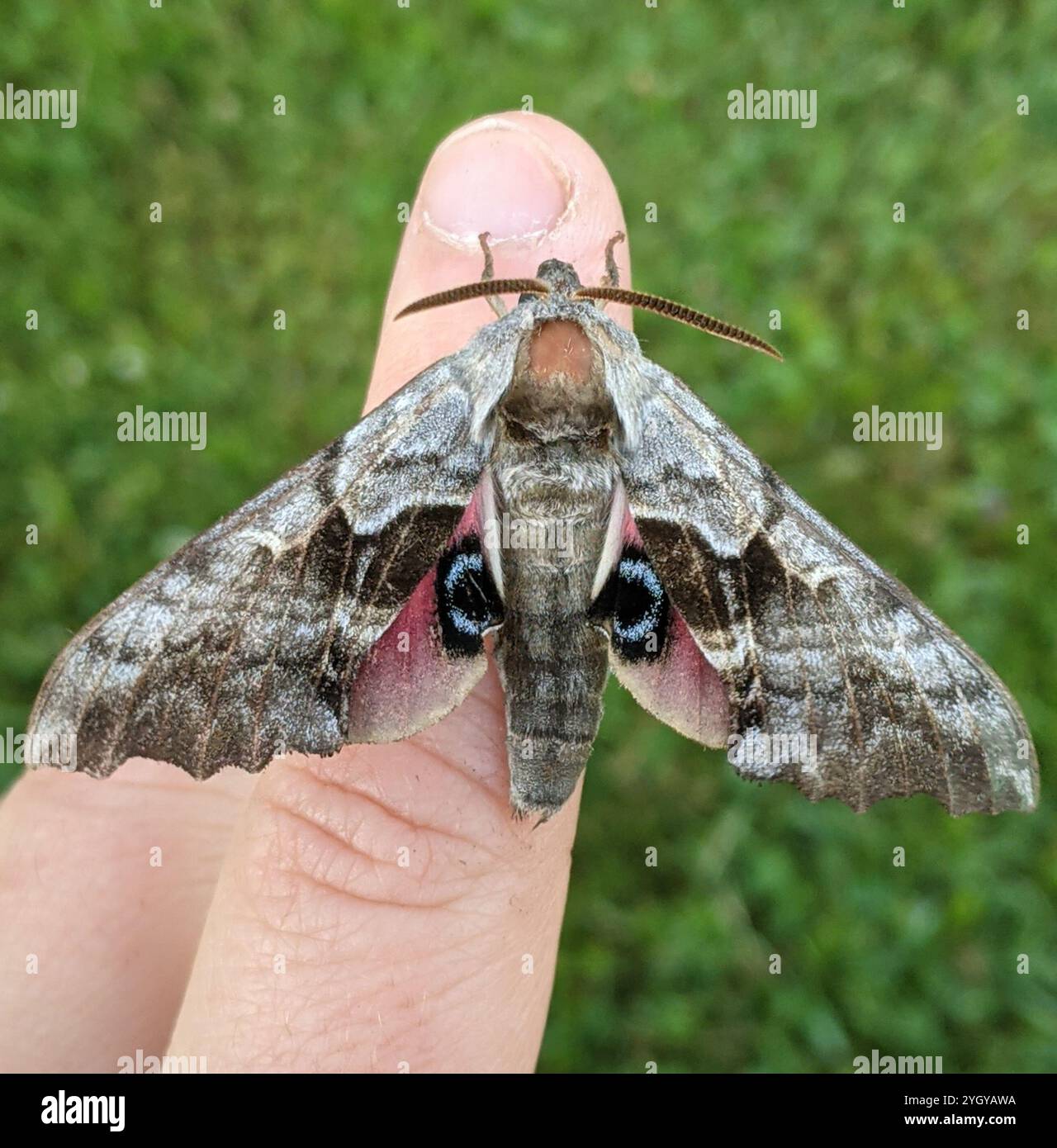 One-eyed Sphinx (Smerinthus cerisyi Stock Photo - Alamy