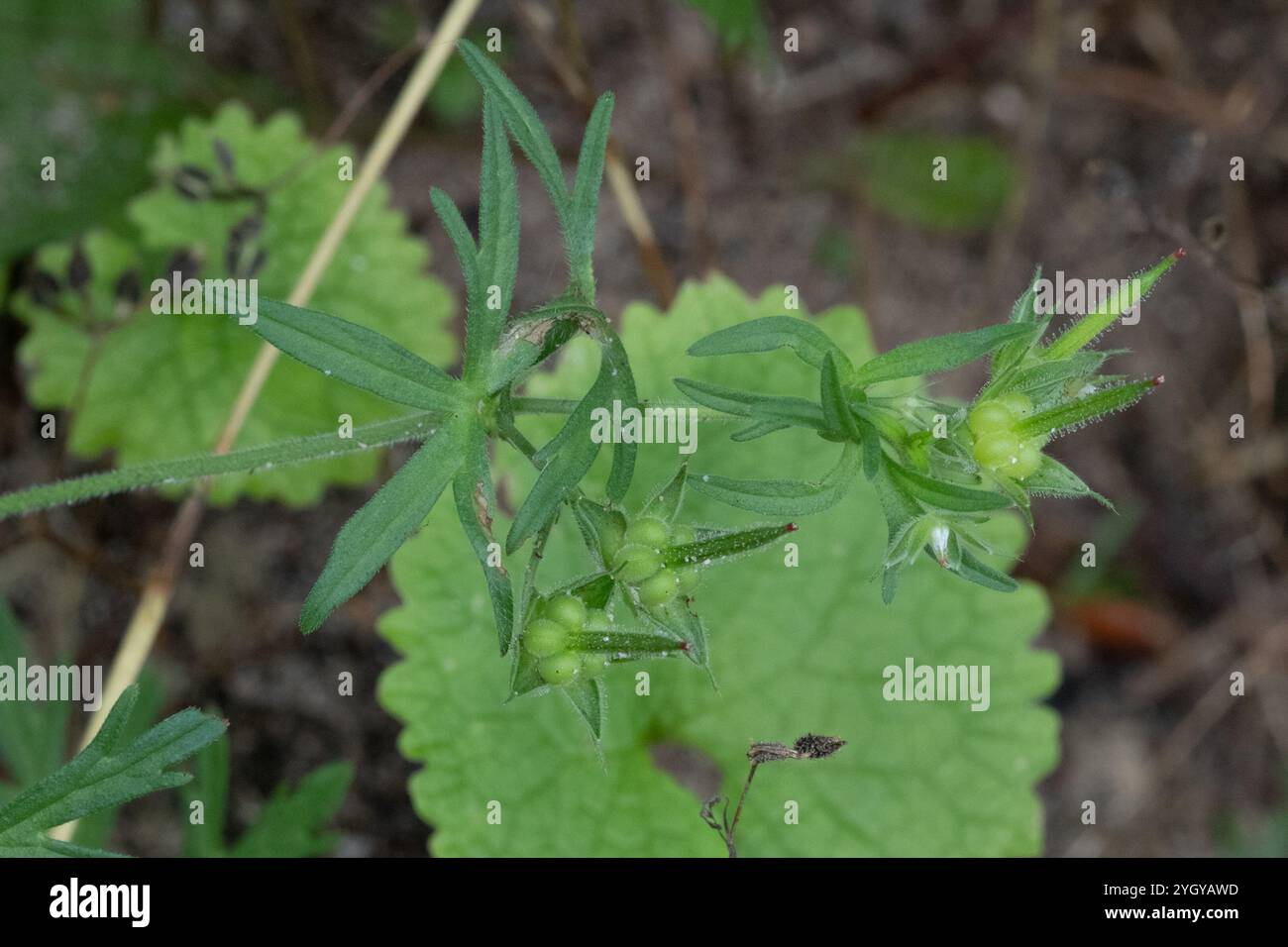 Cut-leaved crane's-bill (Geranium dissectum Stock Photo - Alamy