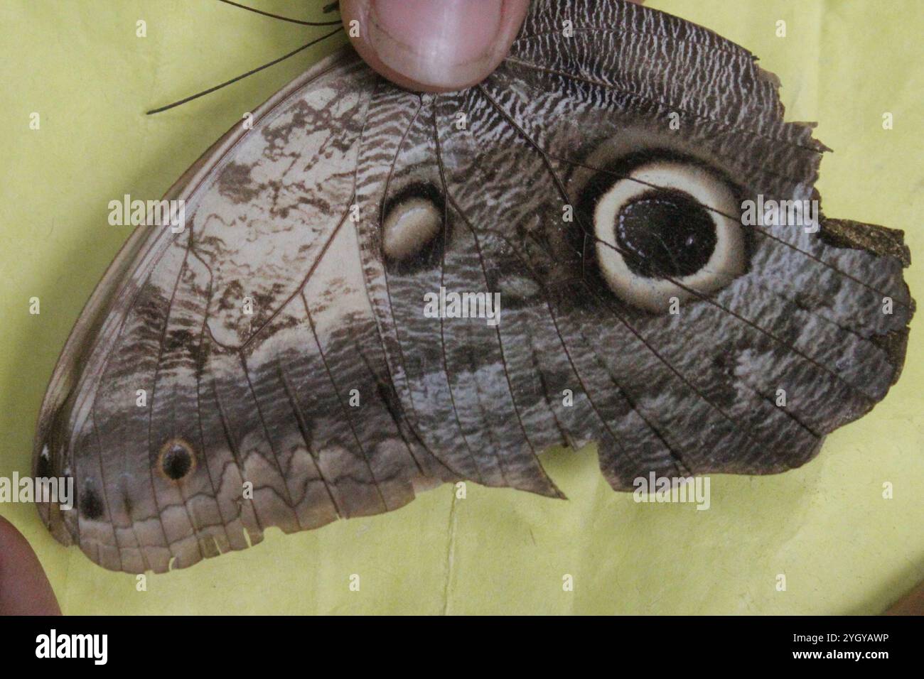 Giant Owl (Caligo telamonius memnon Stock Photo - Alamy