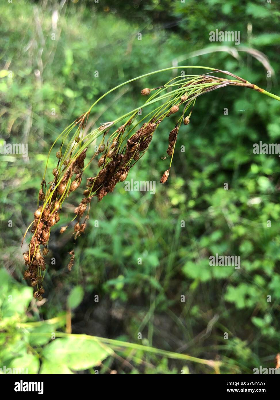 nodding bulrush (Scirpus pendulus Stock Photo - Alamy