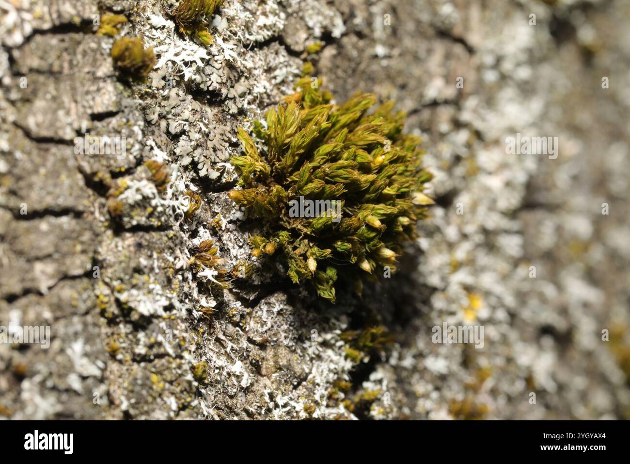 Lewinskya affinis hi-res stock photography and images - Alamy