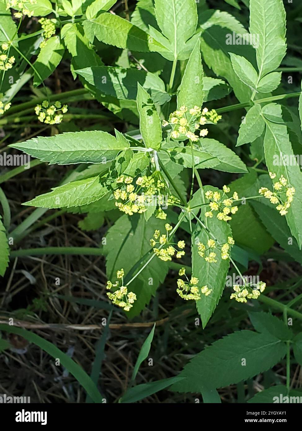 Western Sweet-cicely (Osmorhiza occidentalis Stock Photo - Alamy