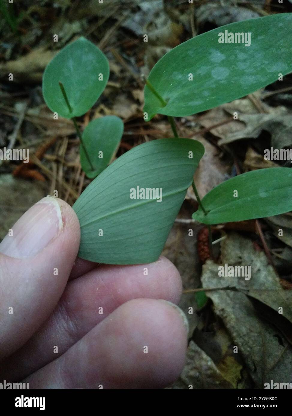 perfoliate bellwort (Uvularia perfoliata Stock Photo - Alamy