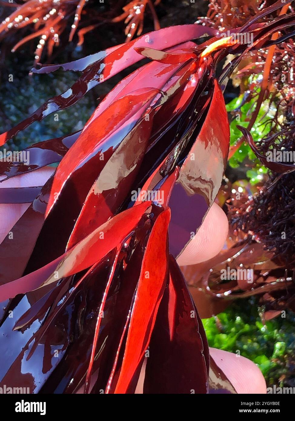 Prionitis hi-res stock photography and images - Alamy