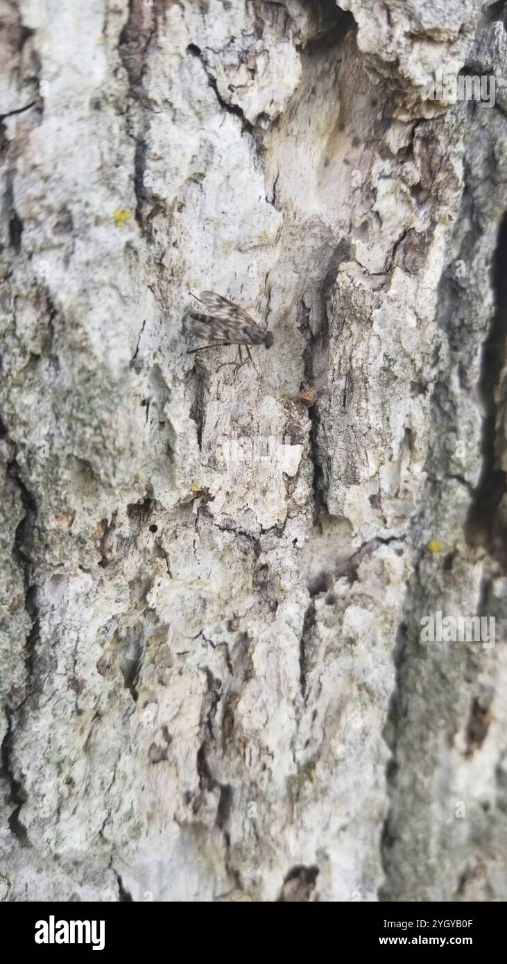 Common Snipe Fly (Rhagio mystaceus Stock Photo - Alamy