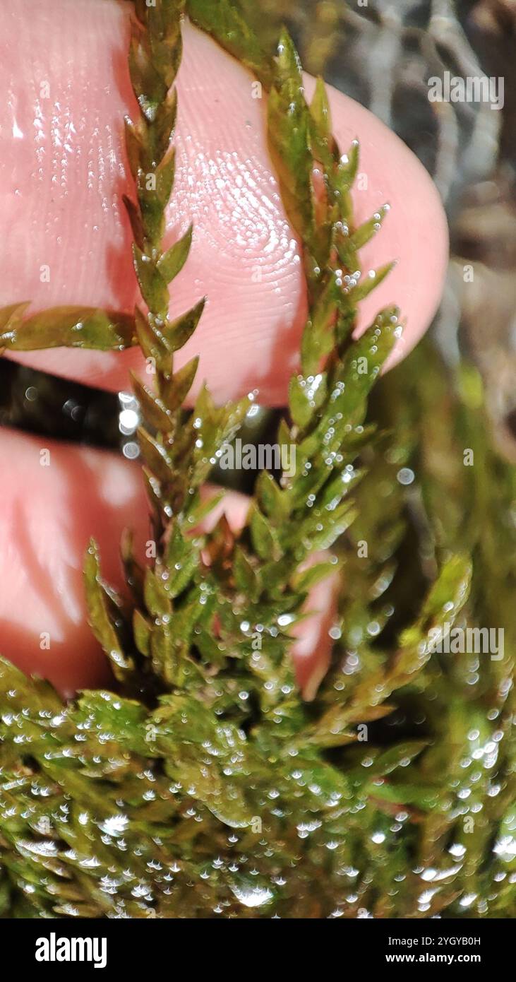 Fontinalis antipyretica willow moss hi-res stock photography and images ...