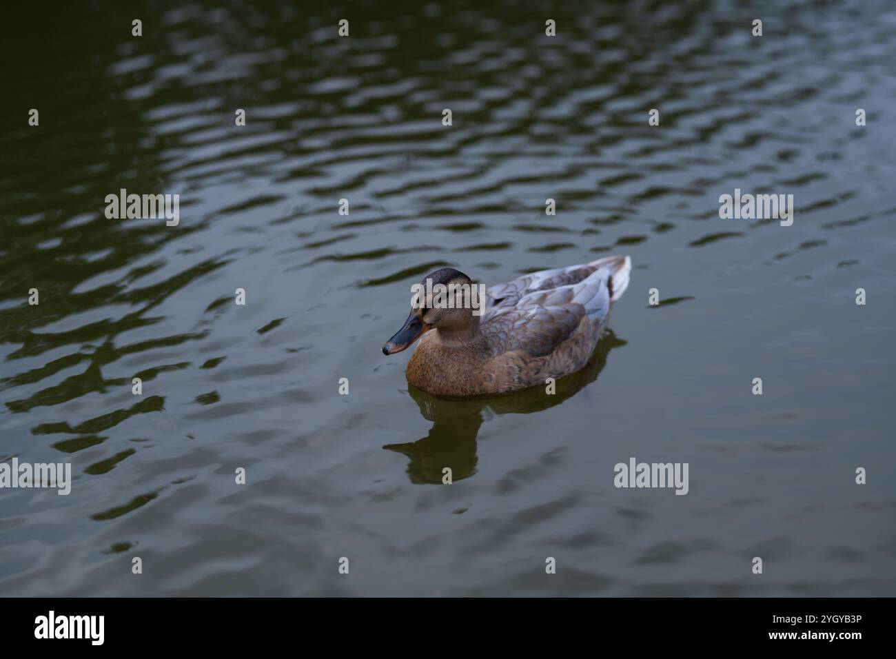 Livestock countryside animals. Duck in water. Duck bird. Poultry dairy ...