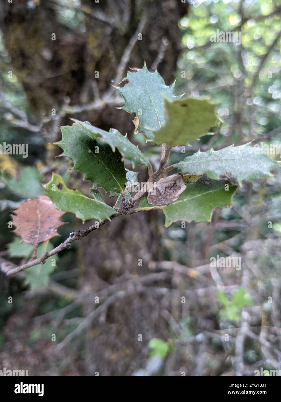 evergreen oak (Quercus ilex Stock Photo - Alamy