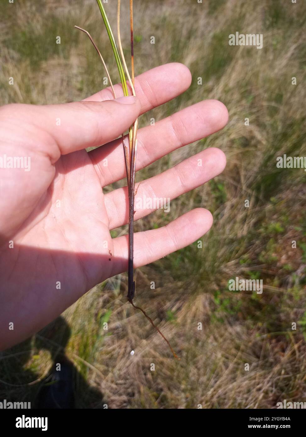 meager sedge (Carex exilis Stock Photo - Alamy