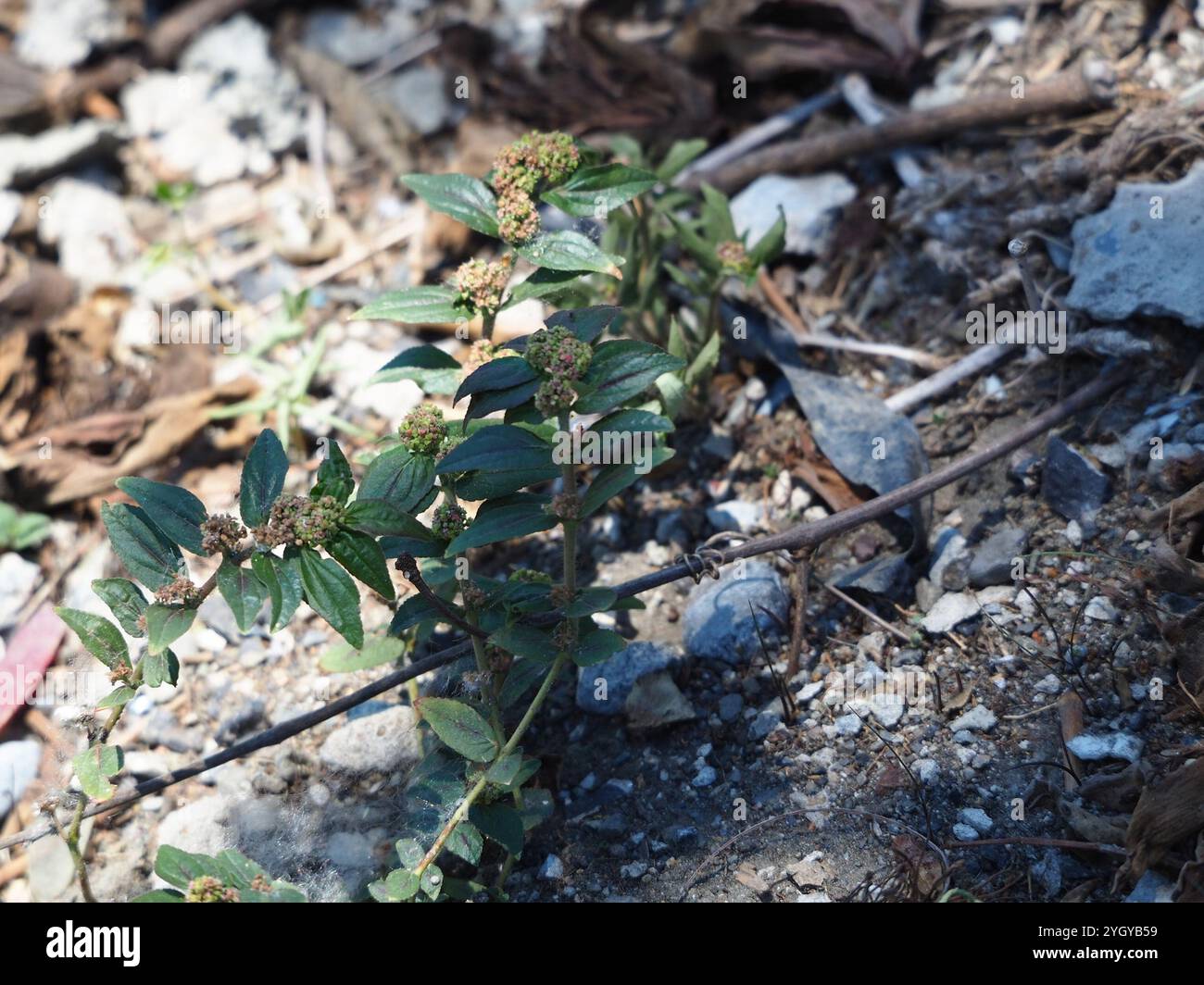 Asthma plant (Euphorbia hirta Stock Photo - Alamy