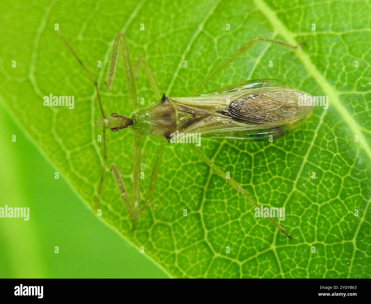 Pale green assassin bug zelus luridus hi-res stock photography and ...