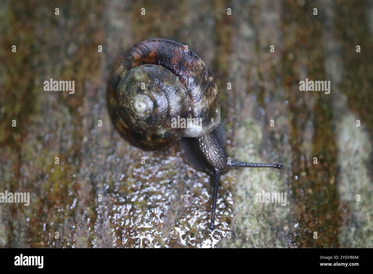 Girdled Snail (Hygromia cinctella Stock Photo - Alamy