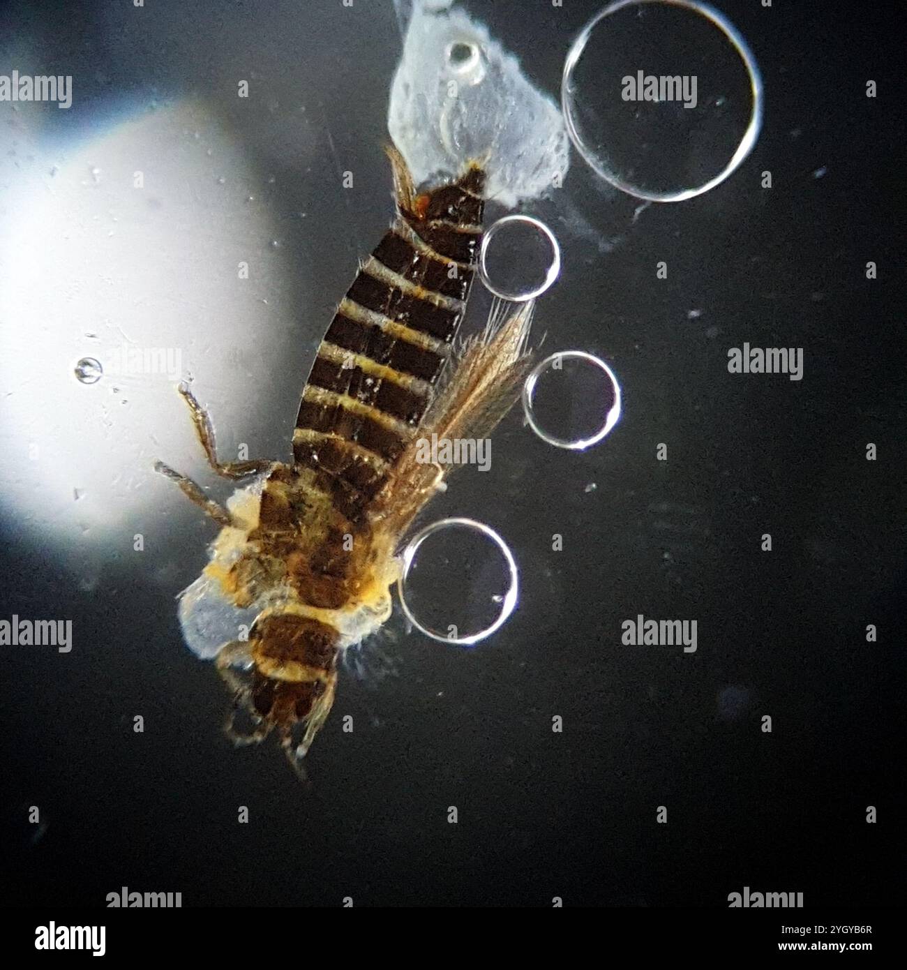 Thripidae hi-res stock photography and images - Alamy