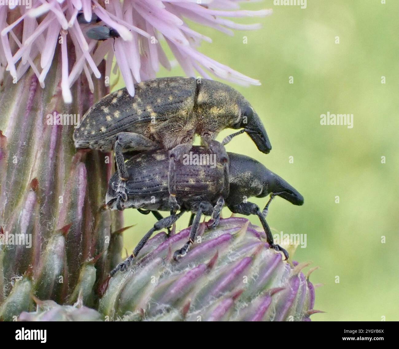 Turbine Cylindrical Weevil (Larinus turbinatus Stock Photo - Alamy