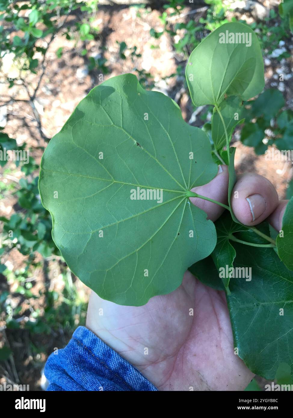Texas redbud (Cercis canadensis texensis Stock Photo - Alamy
