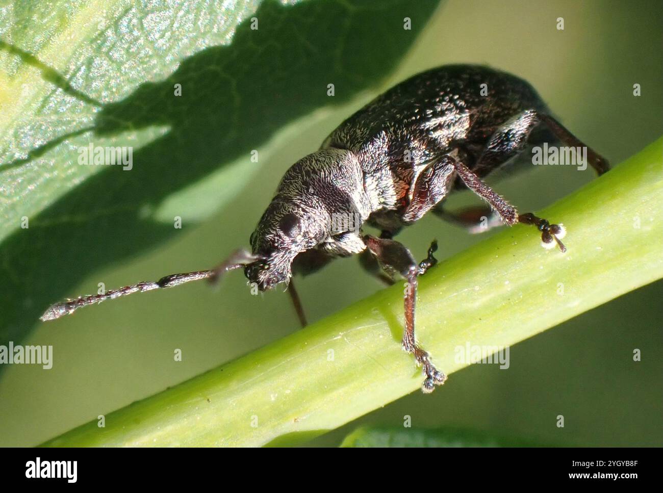 Common Leaf Weevil (Phyllobius pyri Stock Photo - Alamy