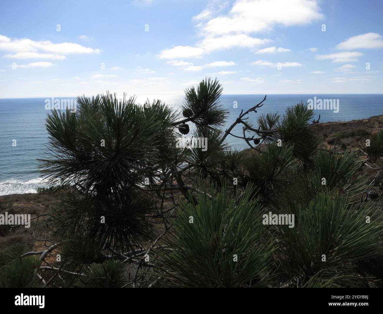 Torrey pine (Pinus torreyana Stock Photo - Alamy