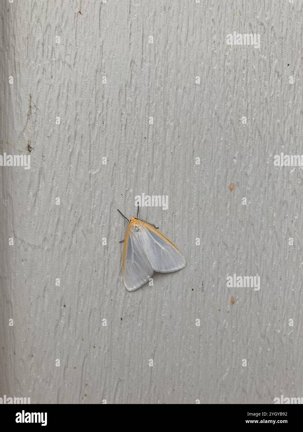 Delicate Cycnia Moth (Cycnia tenera Stock Photo - Alamy