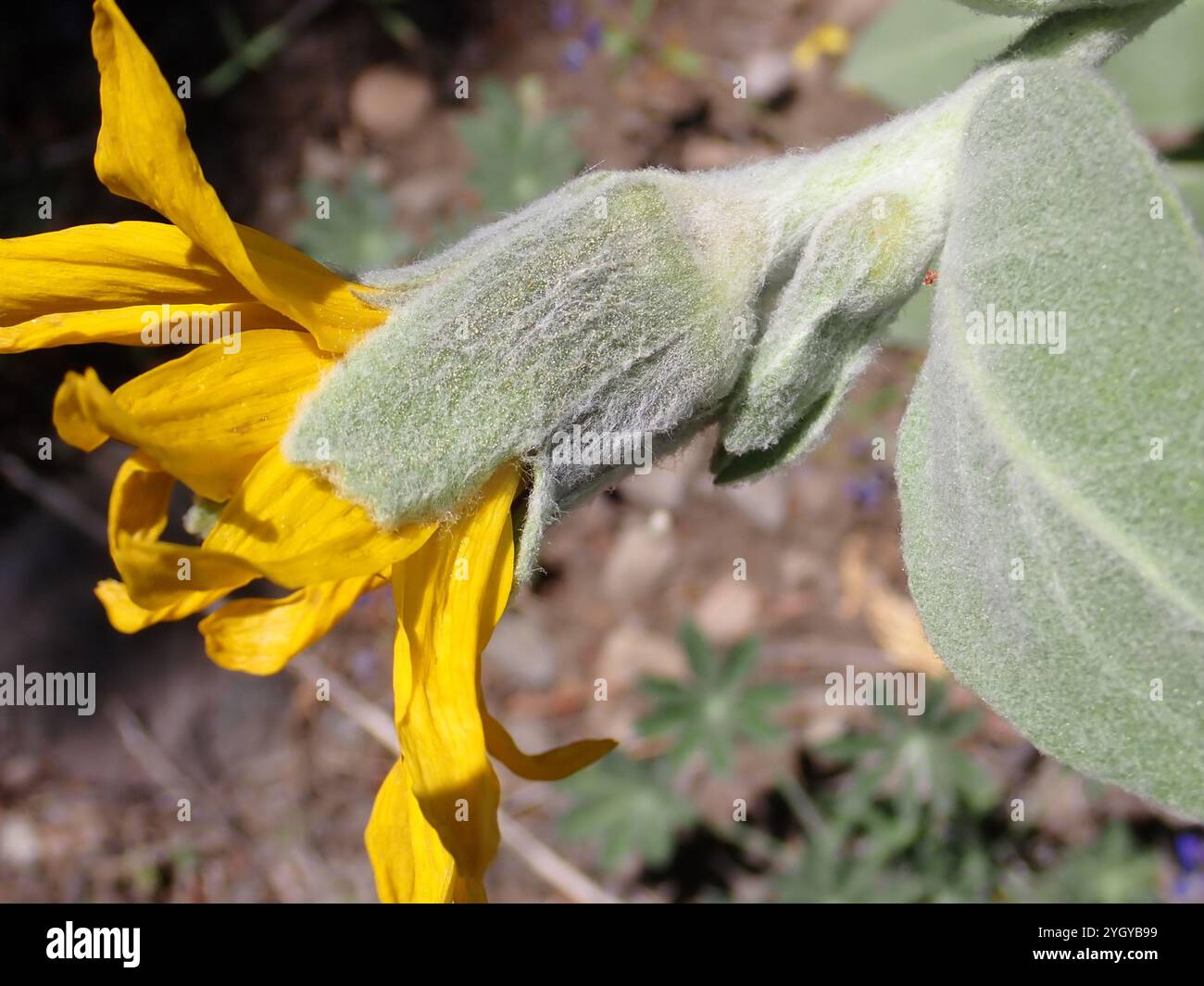 woolly mule's ears (Wyethia mollis Stock Photo - Alamy